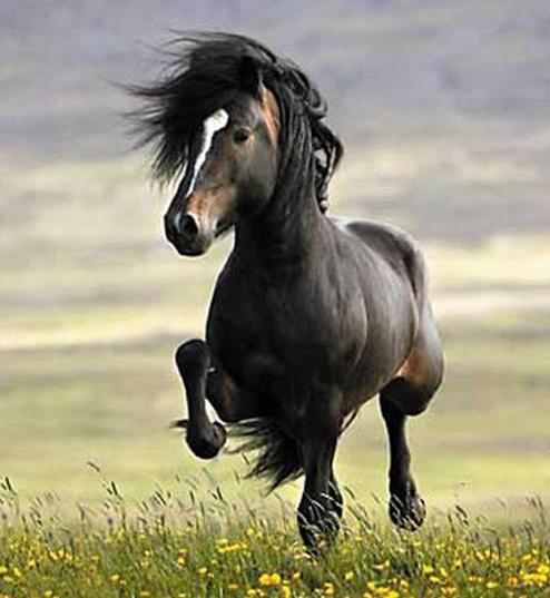 Hugi.is - Hestar - Myndir